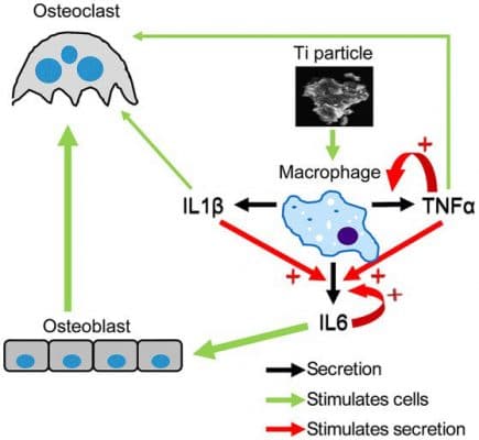 Mechanism and Prevention of Titanium Particle-Induced Inflammation and ...